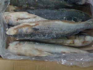 Frozen Mullet